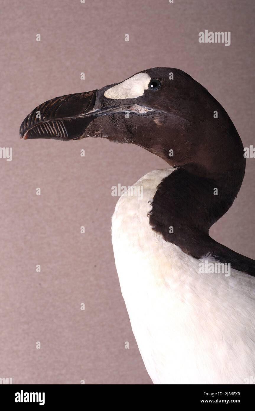 Extinct great auk hi-res stock photography and images - Alamy