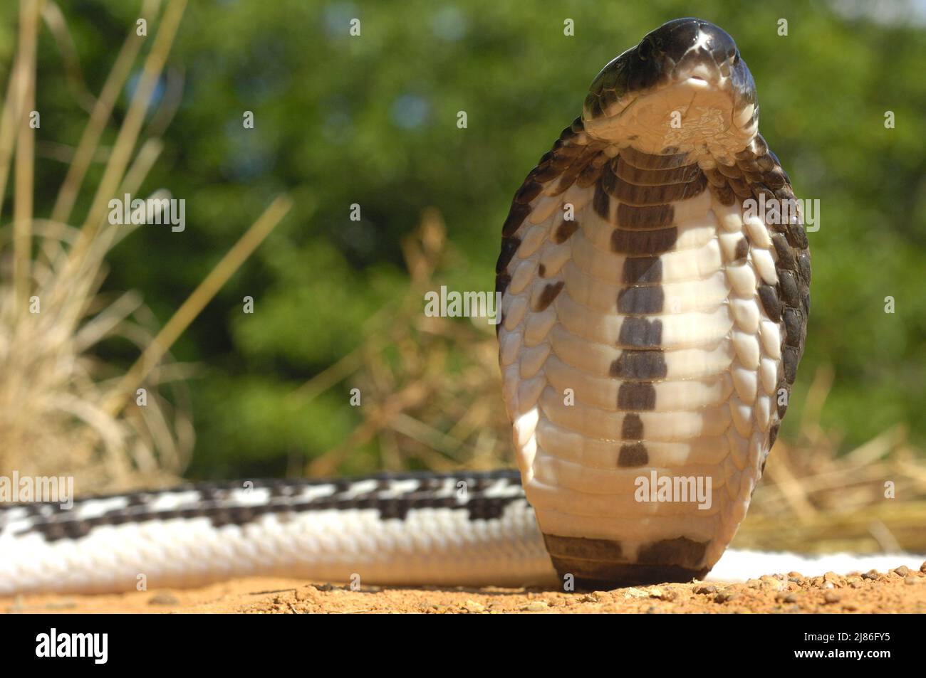 Portrait of Indochinese spitting cobra Stock Photo - Alamy