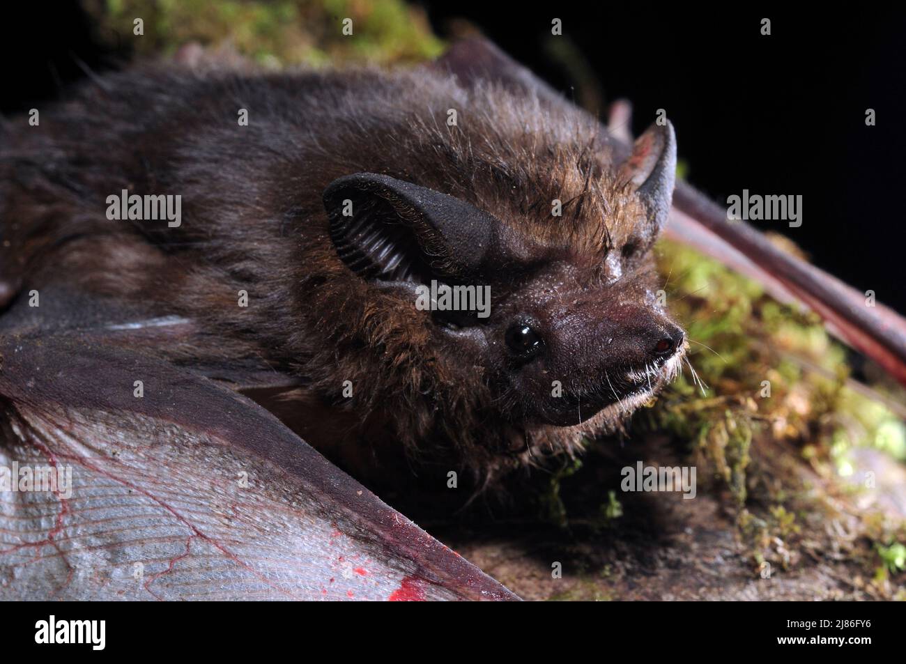 Are Bats Related To Dogs