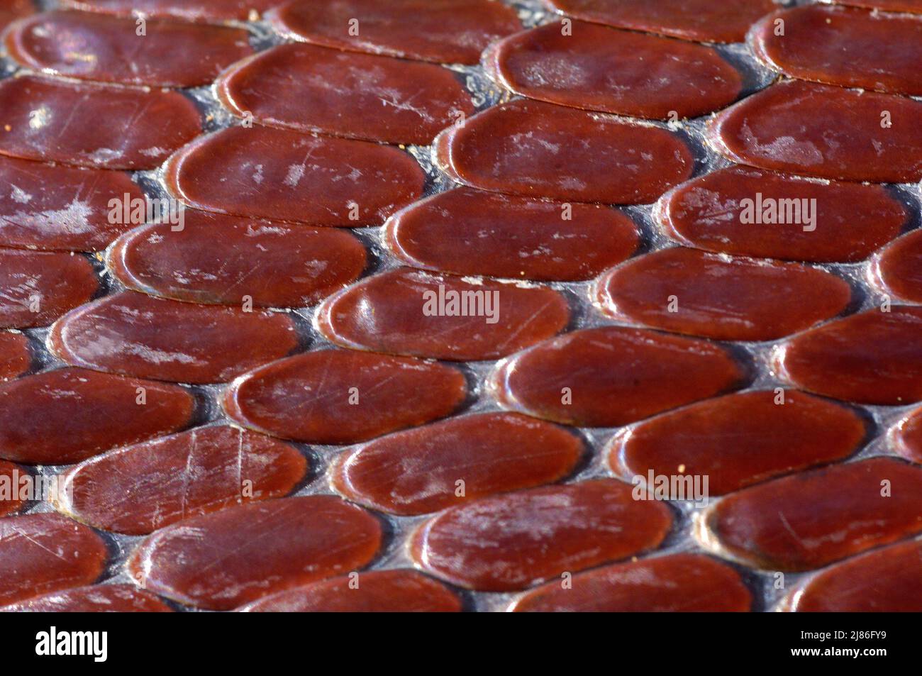 Scales of Red spitting cobra Stock Photo - Alamy