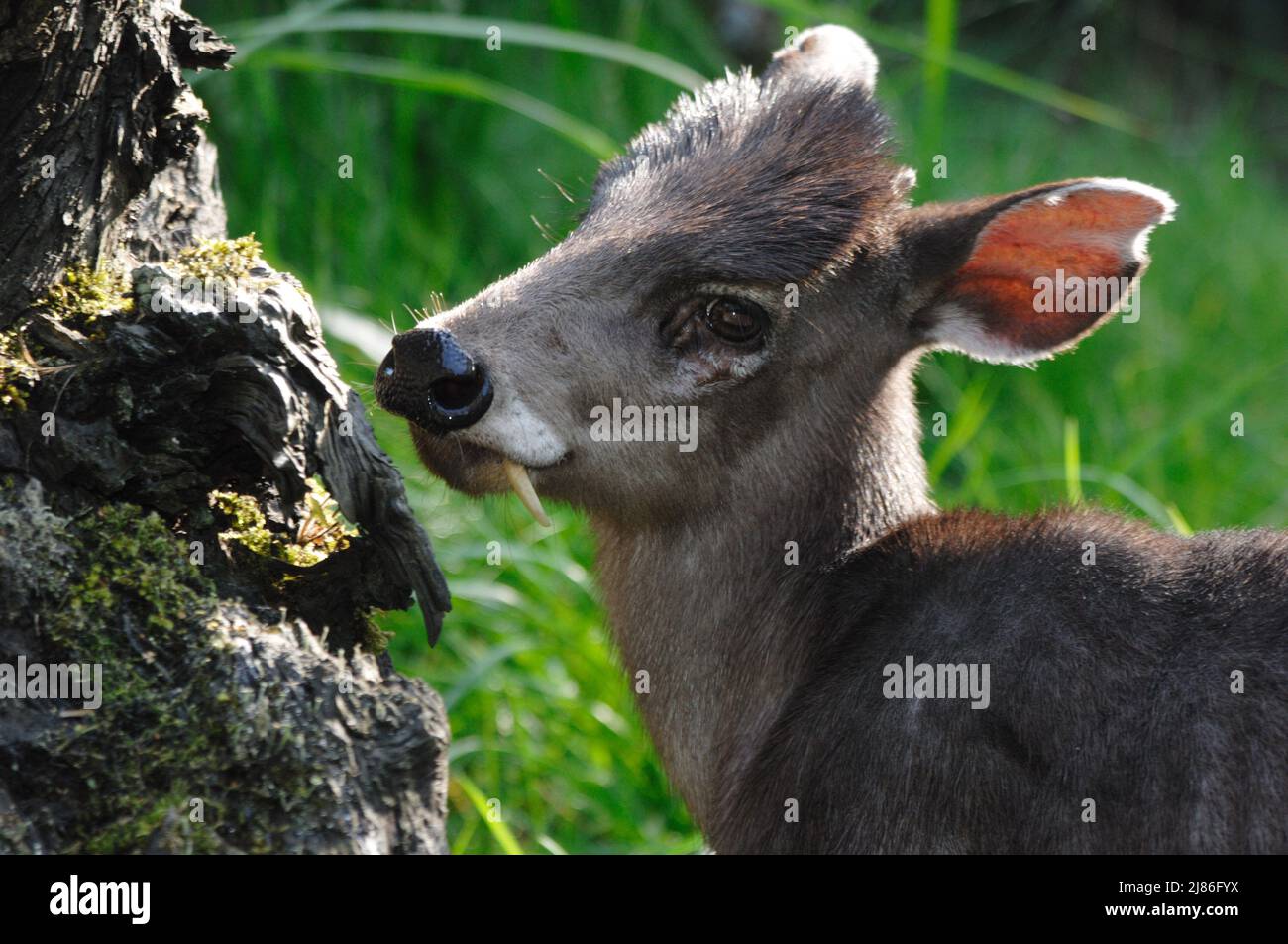 Tufted deer teeth hi-res stock photography and images - Alamy
