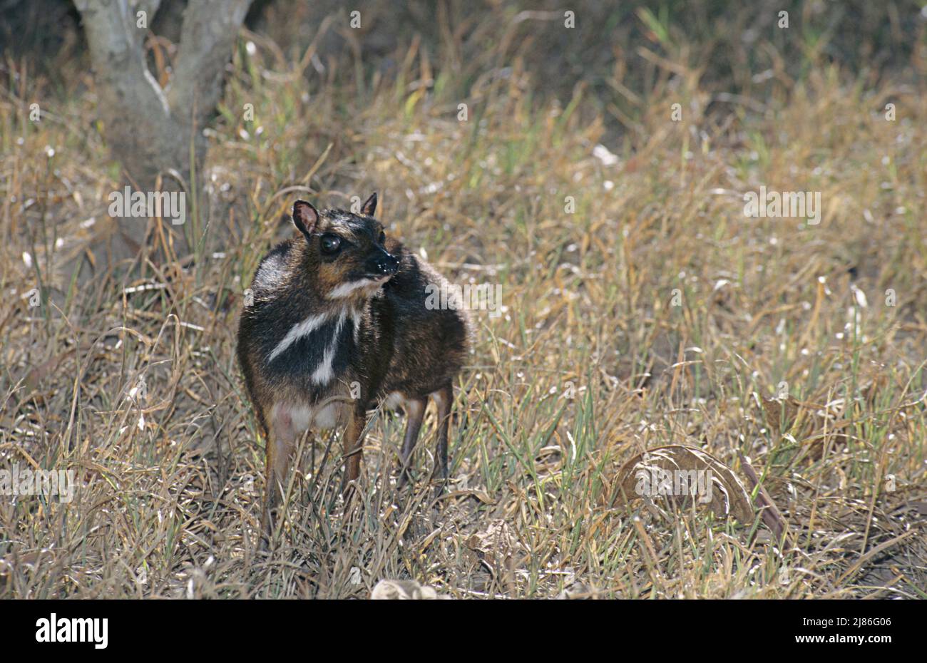 Balabac chevrotain tragulus nigricans hi-res stock photography and ...