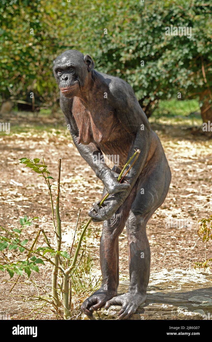 Bonobo Primate