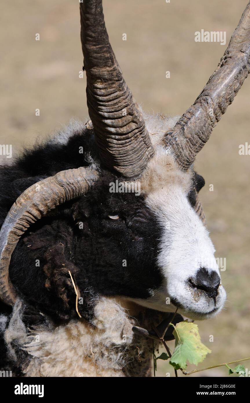Portrait of Jacob Sheep USA Stock Photo - Alamy