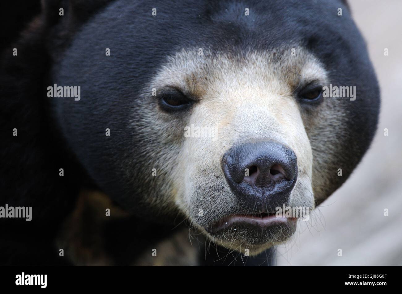 Portrait of Sun Bear Stock Photo - Alamy