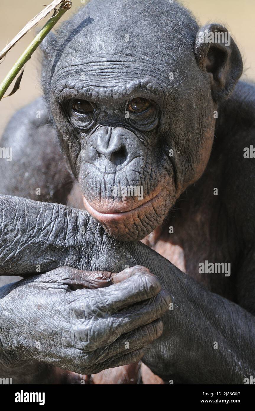 Portrait Bonobo Congo Stock Photo - Alamy
