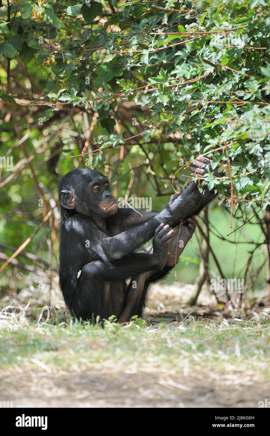 Young Bonobo playing with the leaves Congo Stock Photo - Alamy