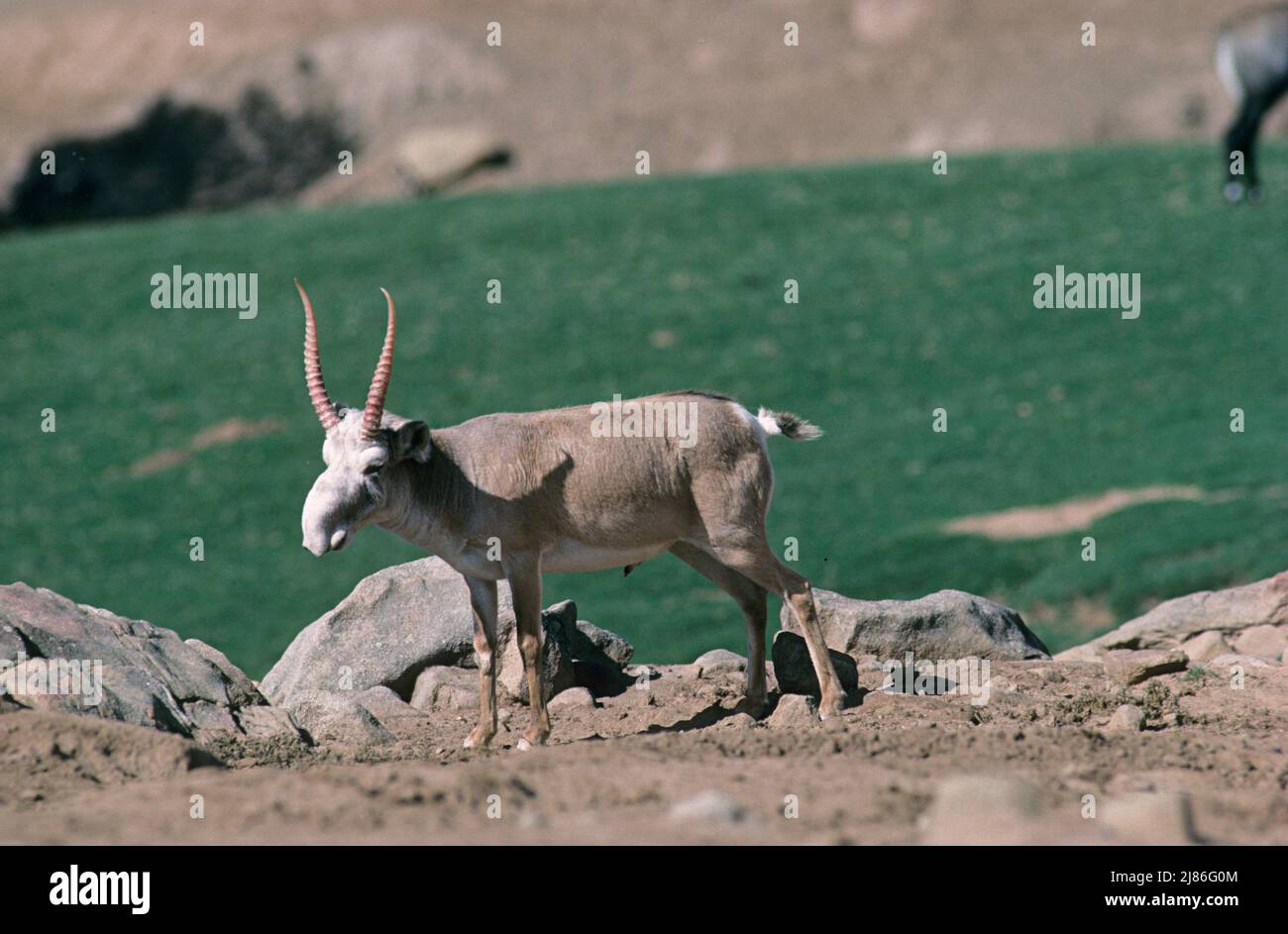 Saiga antelopes saiga tatarica hi-res stock photography and images - Alamy