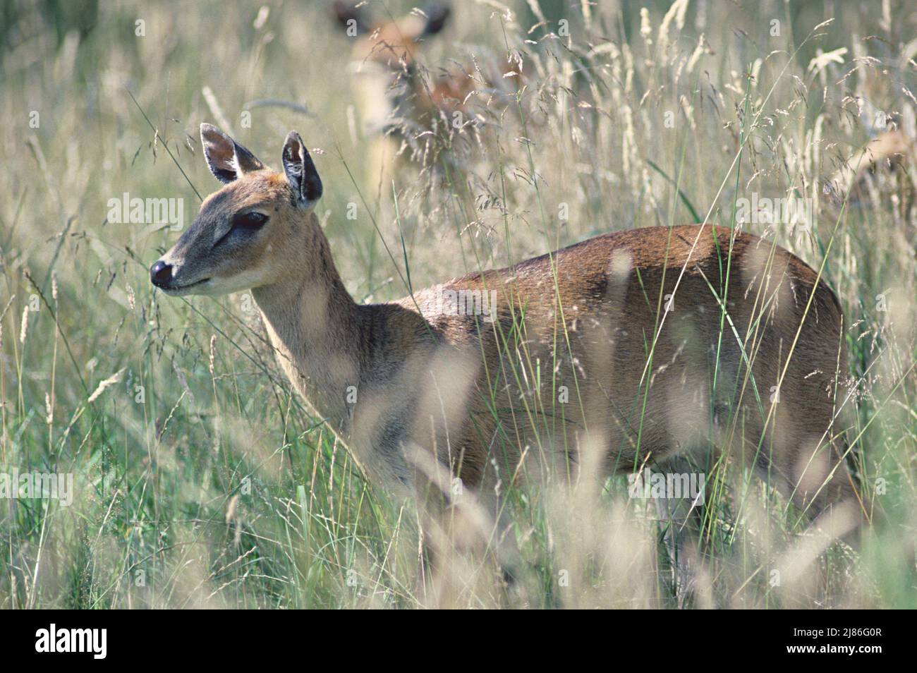 Four horned antelopes tetracerus quadricornis hi-res stock photography ...