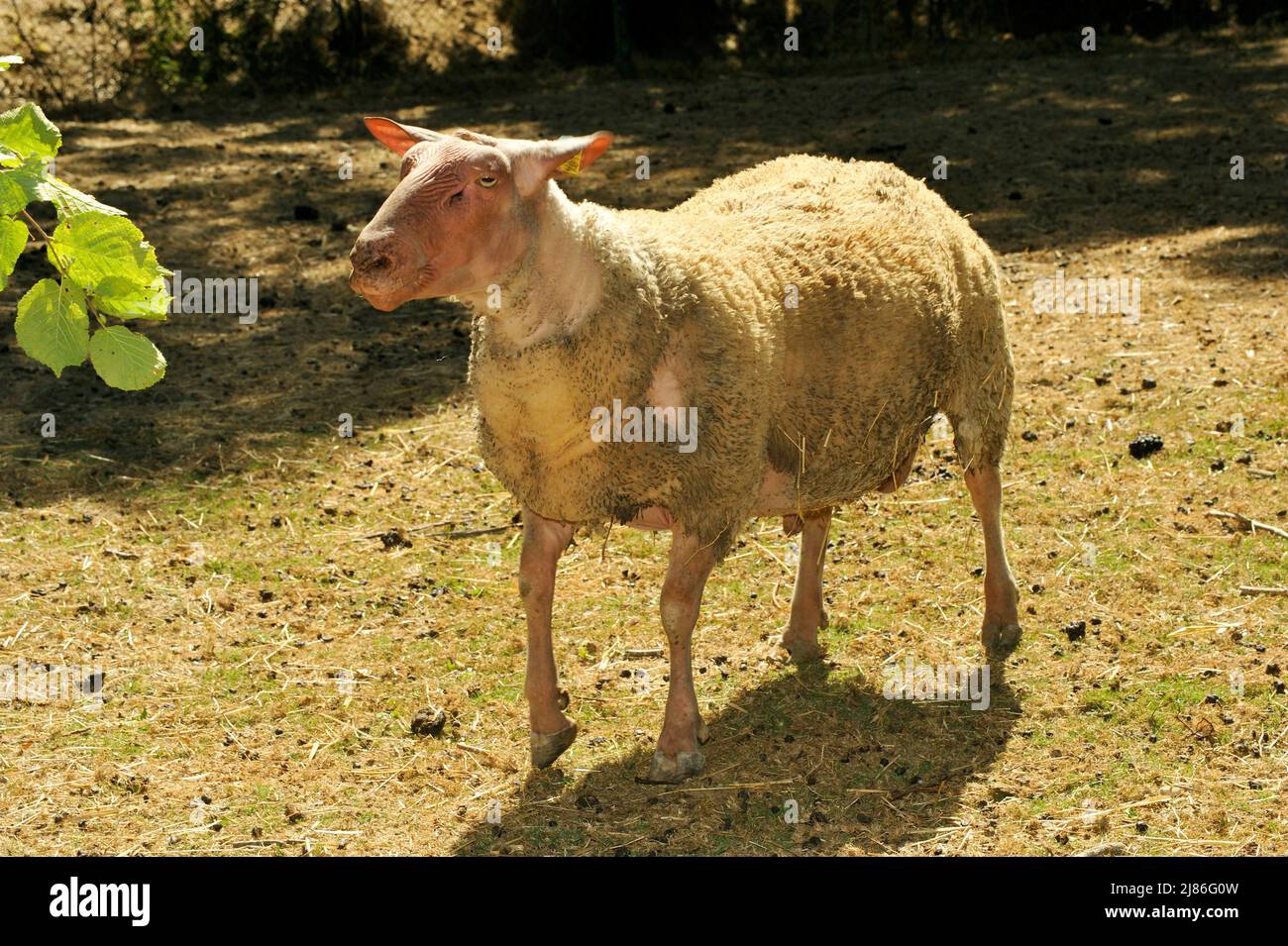 Border Leicester Sheep Stock Photo - Alamy