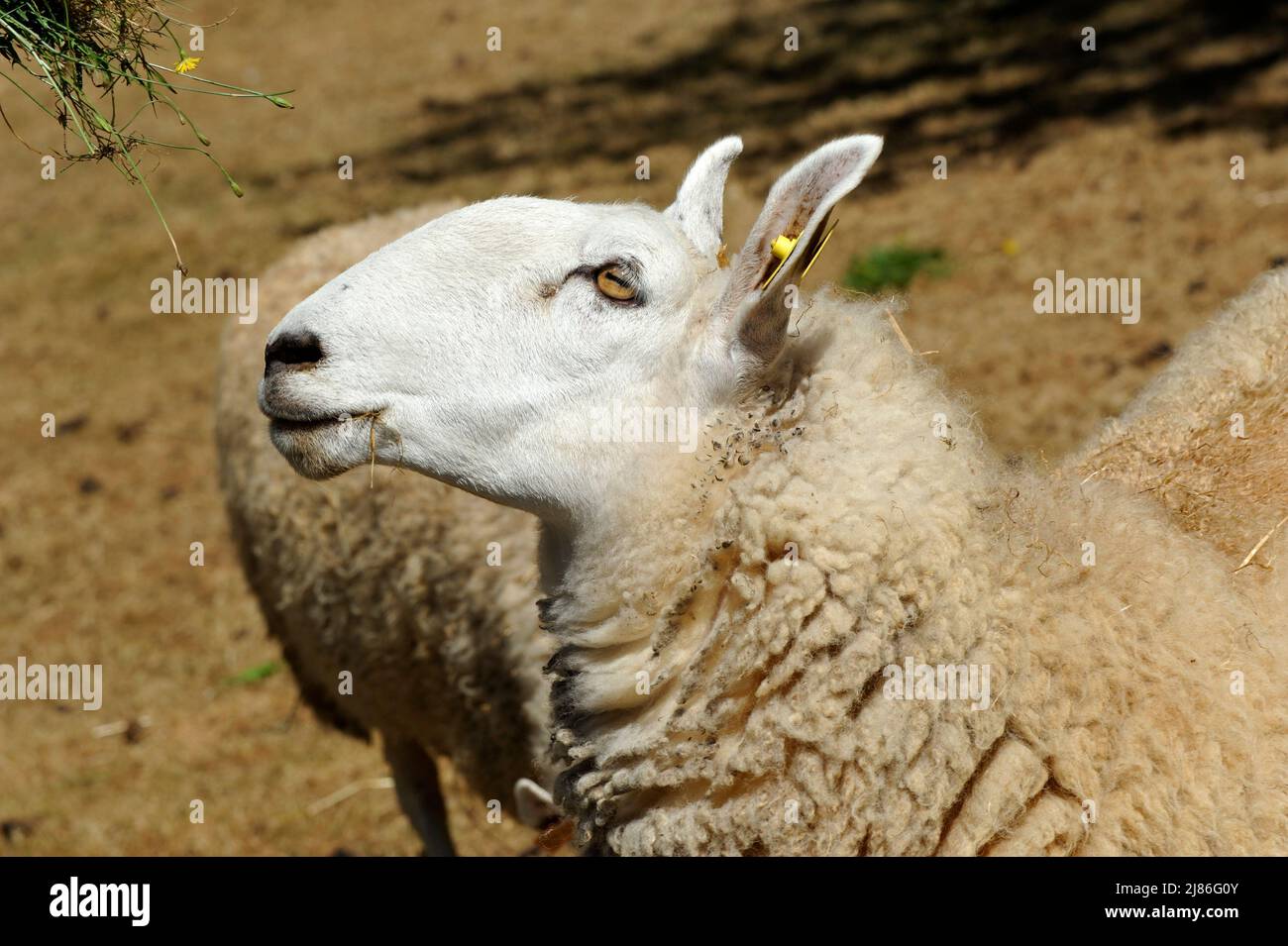 Portrait of Border Leicester Sheep Stock Photo - Alamy