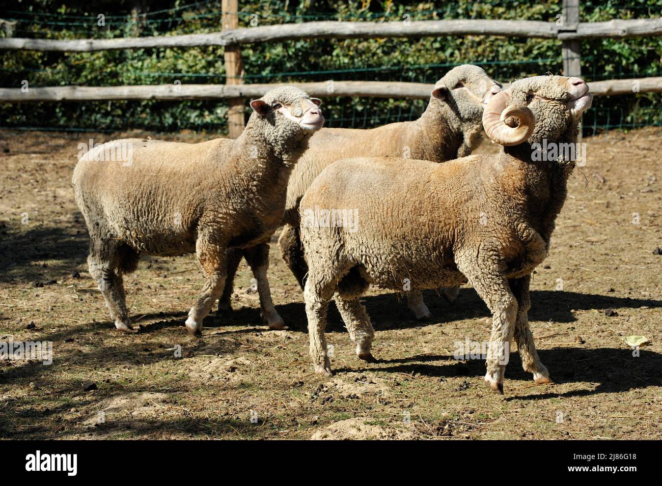 Merino Rambouillet sheep walking France Stock Photo - Alamy