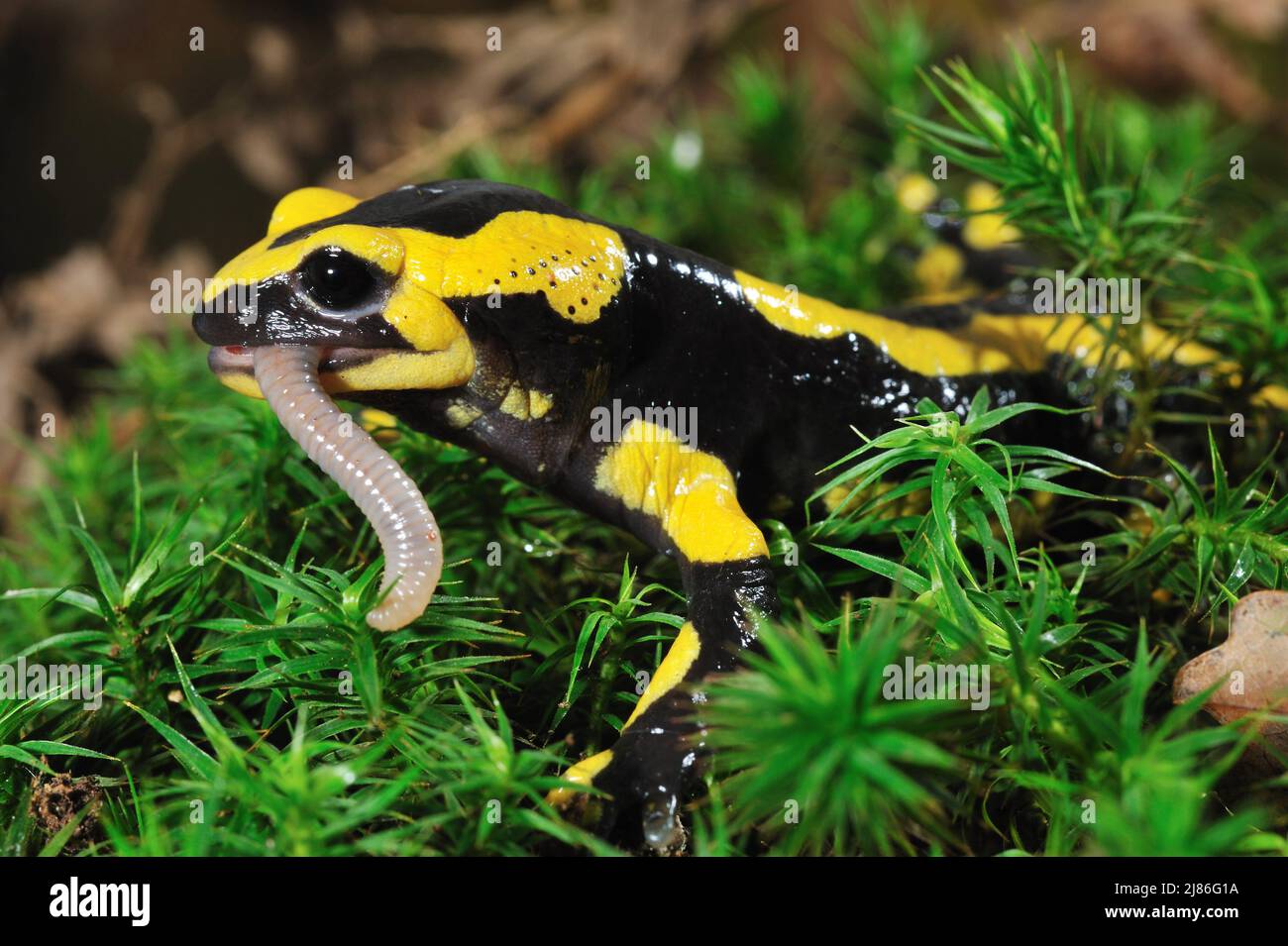 Fire salamander eat hi-res stock photography and images - Alamy