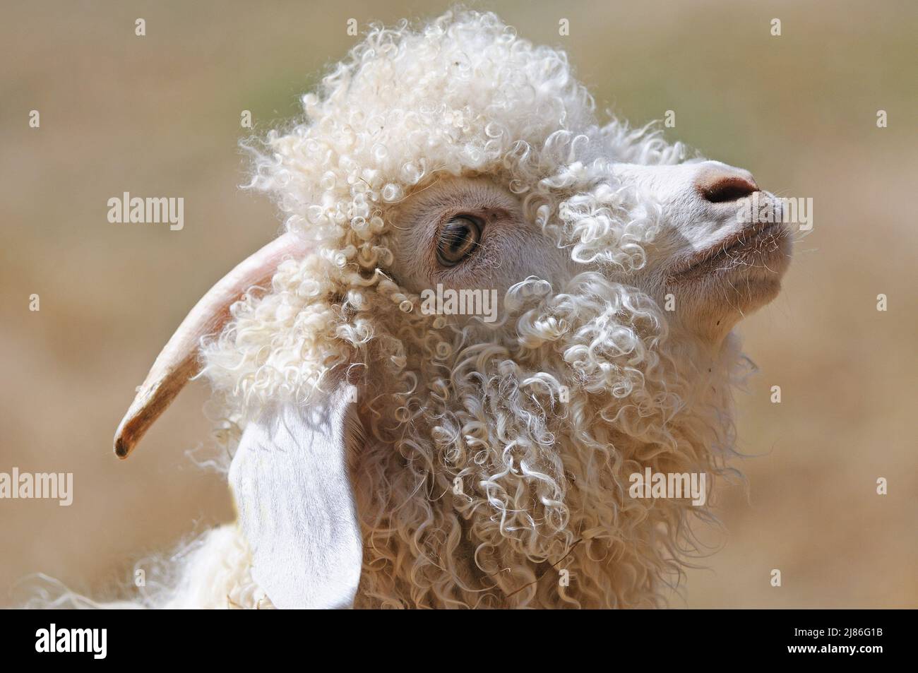 Portrait of Angora Goat Turkey Stock Photo - Alamy