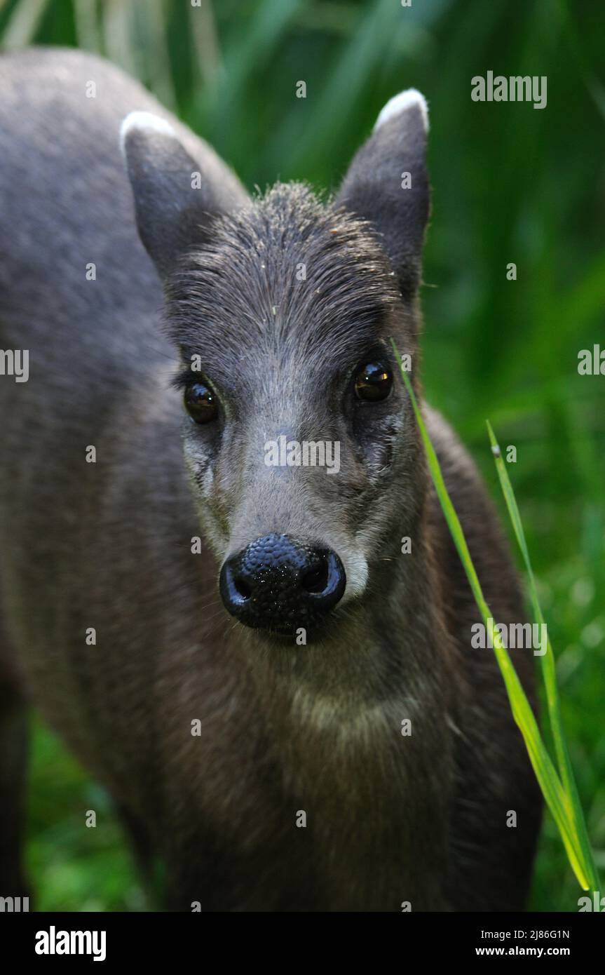 Portrait of Tufted deer female Stock Photo - Alamy