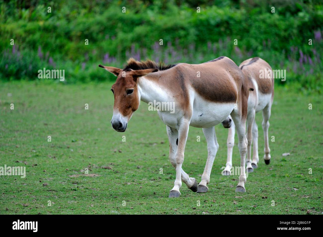 Eastern Kiang walking on grass Tibetan plateau Stock Photo - Alamy