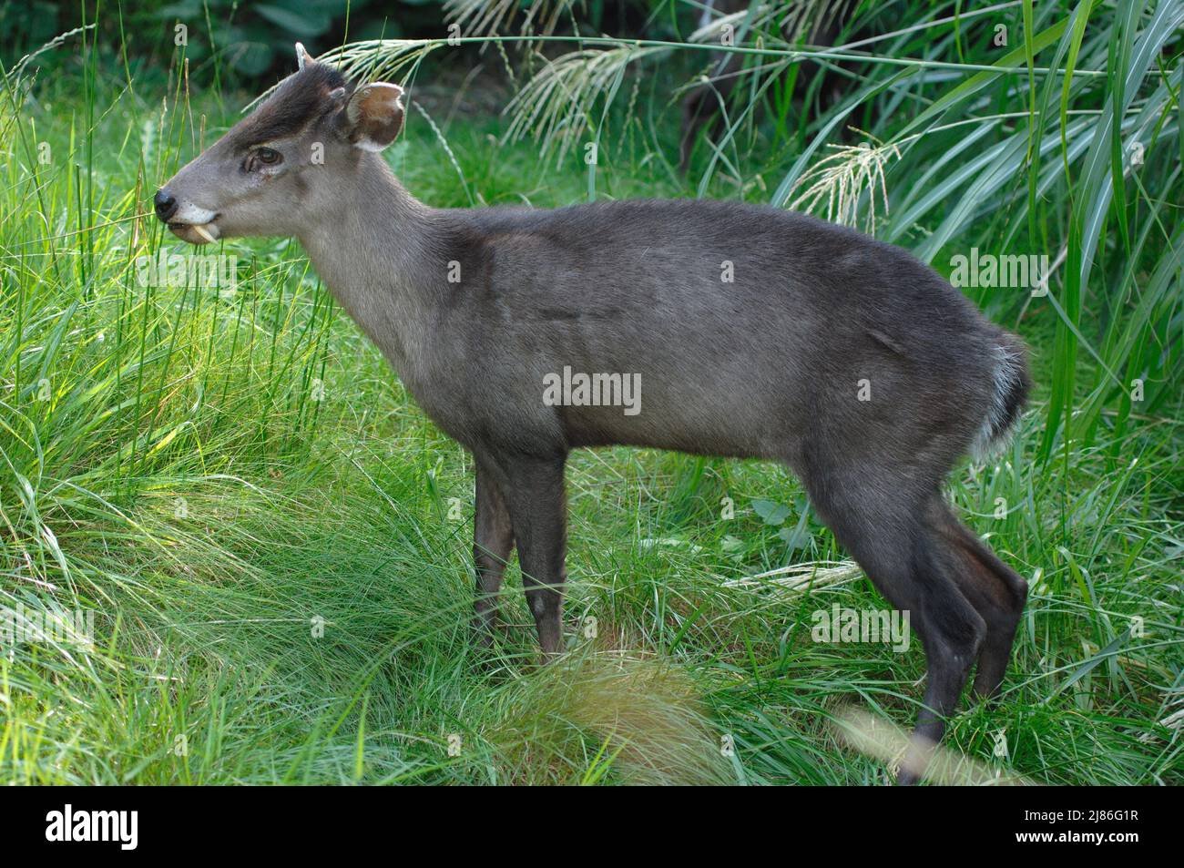 Tufted Deer