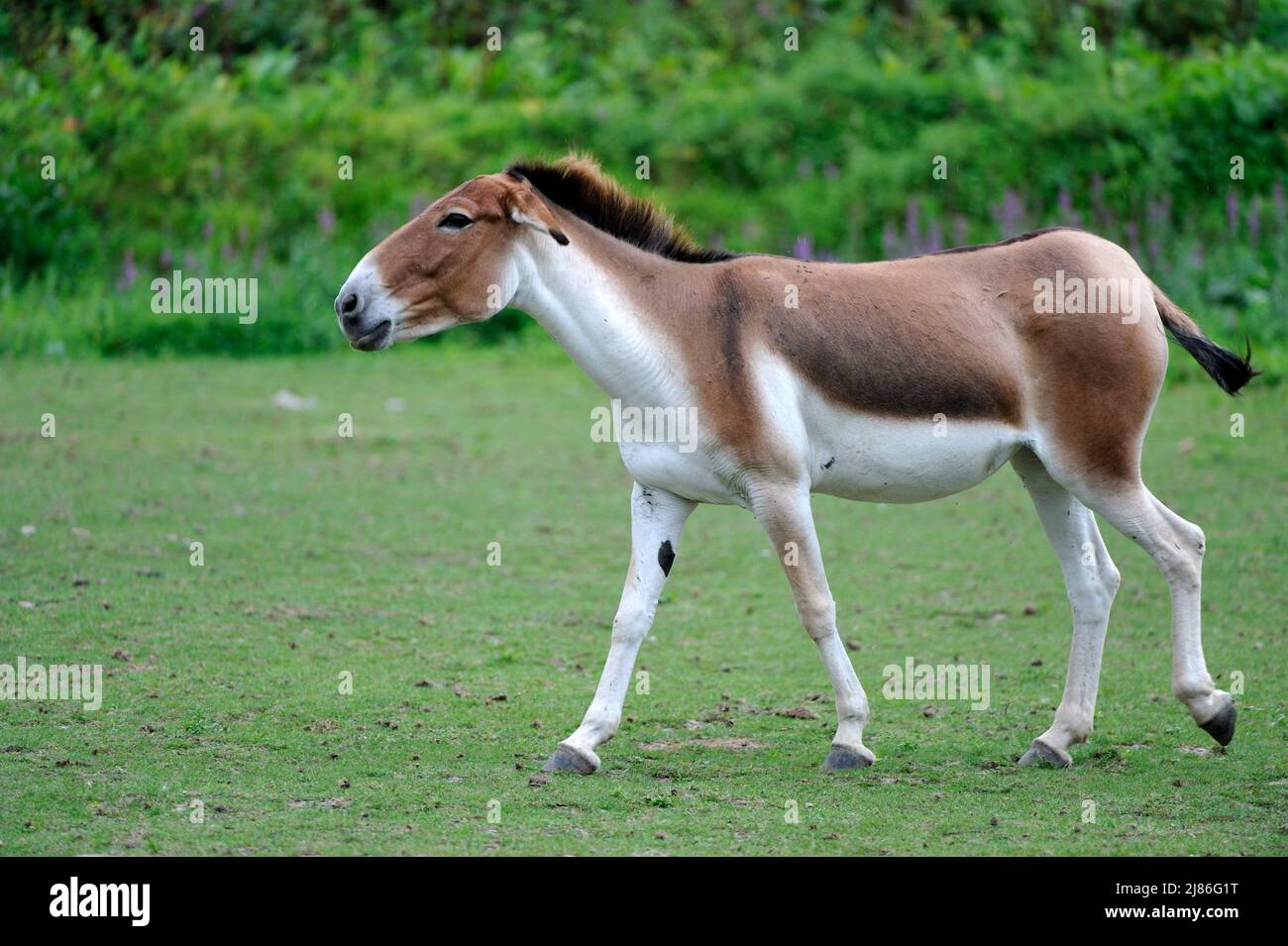 Eastern Kiang walking on grass Tibetan plateau Stock Photo - Alamy