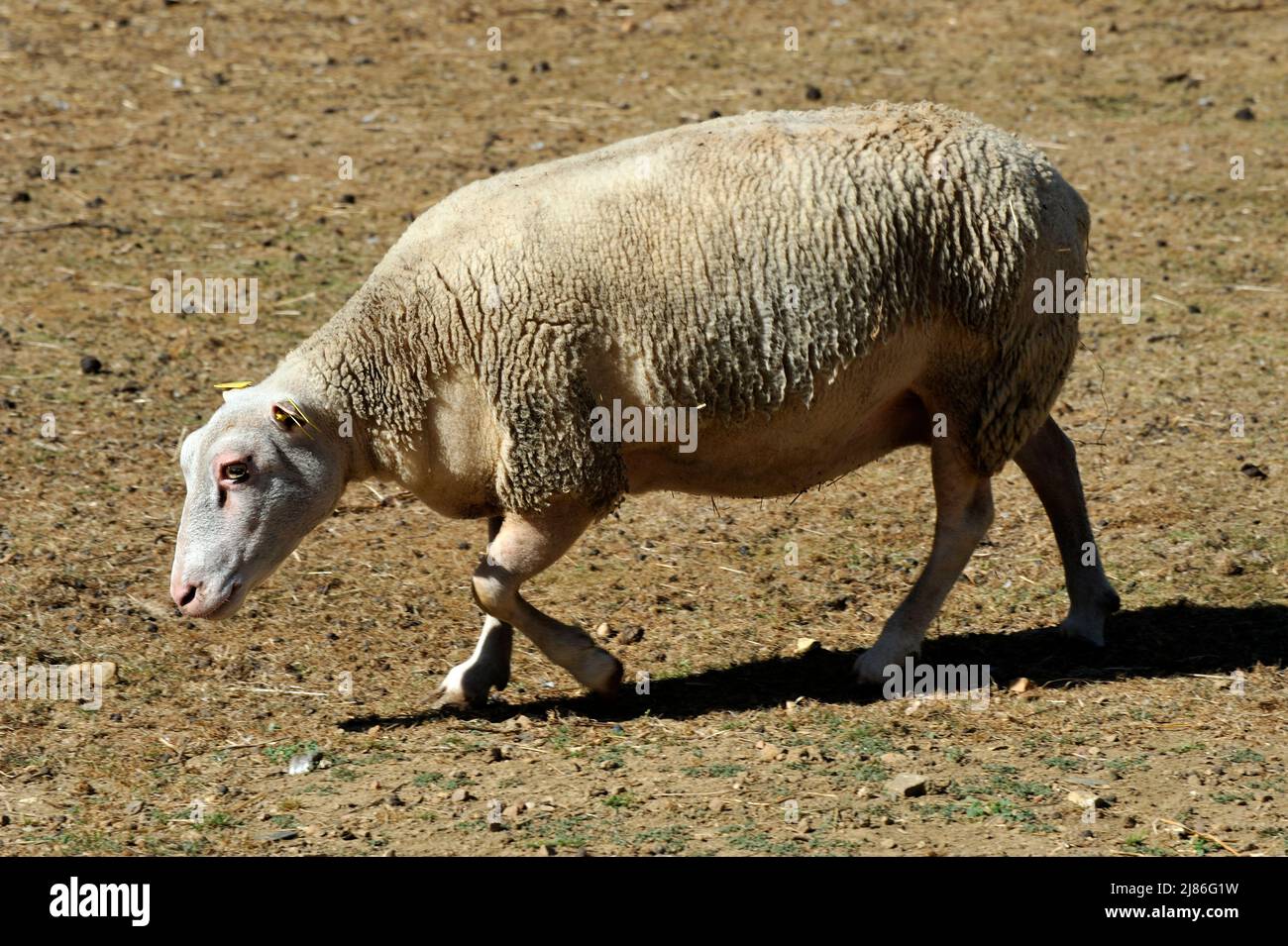 Charmoise sheep walking France Stock Photo - Alamy