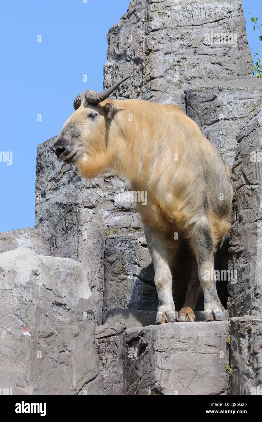 Takins hi-res stock photography and images - Alamy