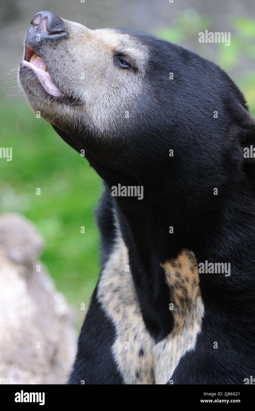 Portrait of Sun Bear Stock Photo - Alamy