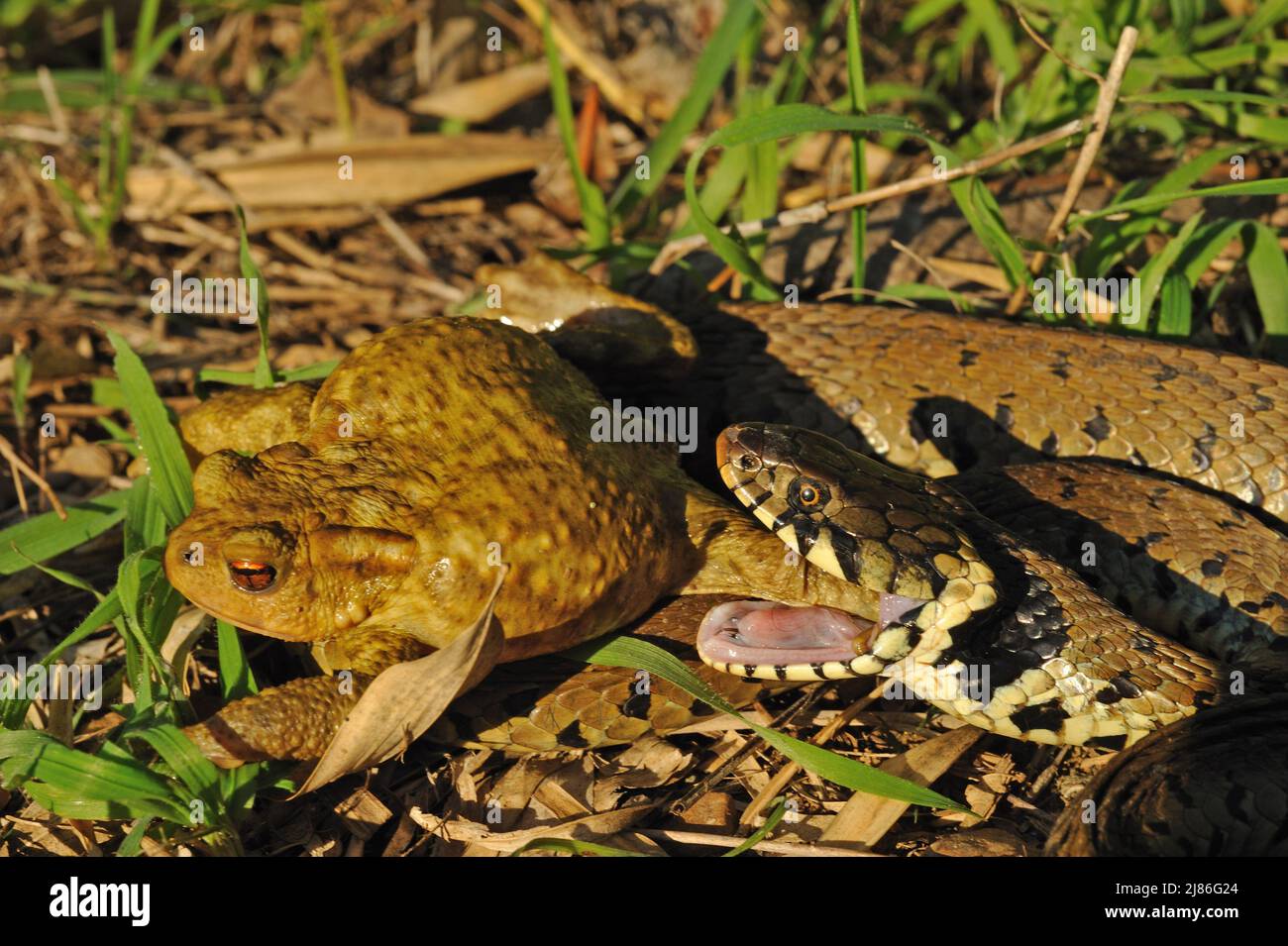 Grass Snake eating common toad Poitou France 1/3 Stock Photo - Alamy