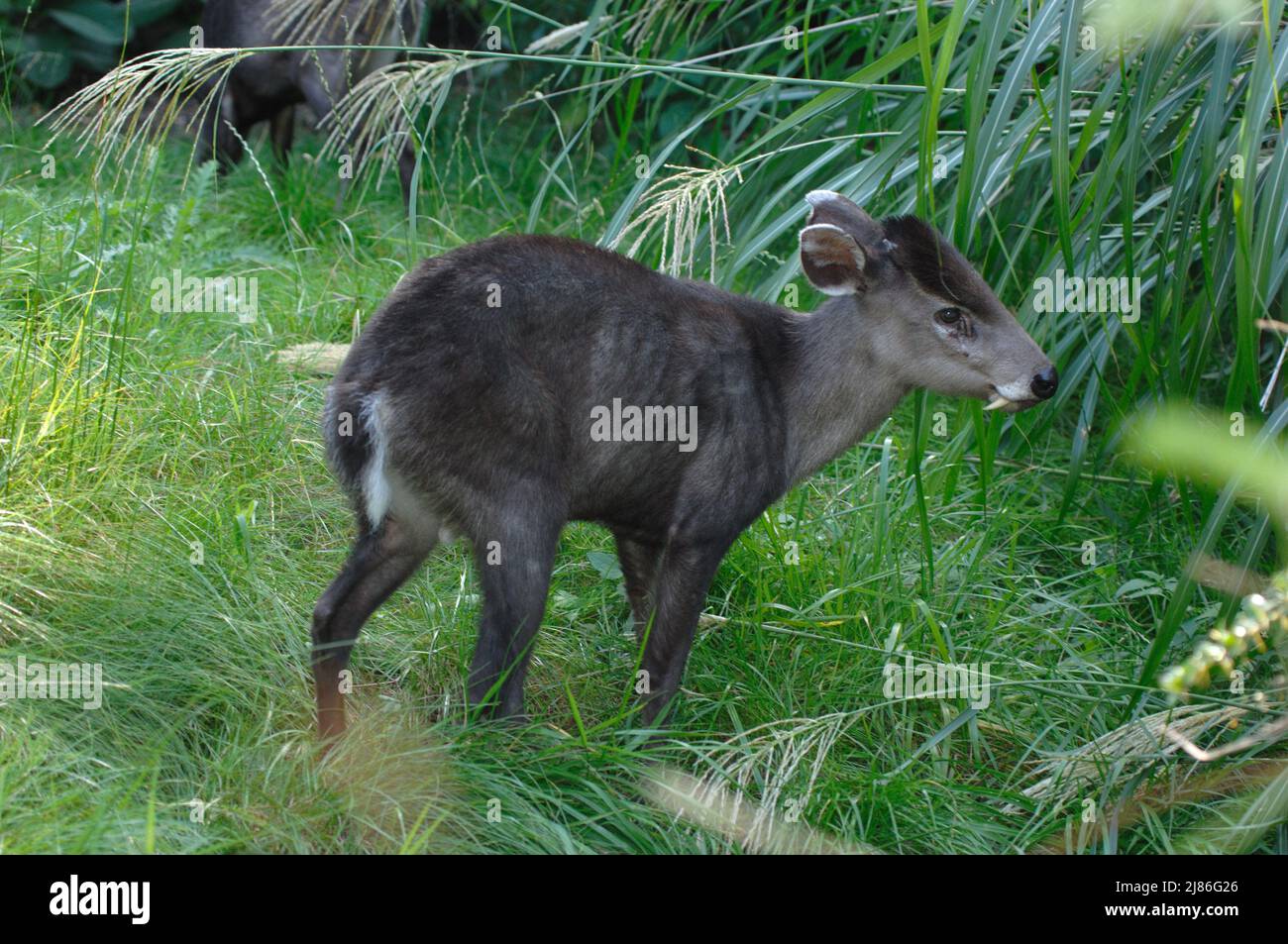 Tufted deer male on grass Stock Photo - Alamy
