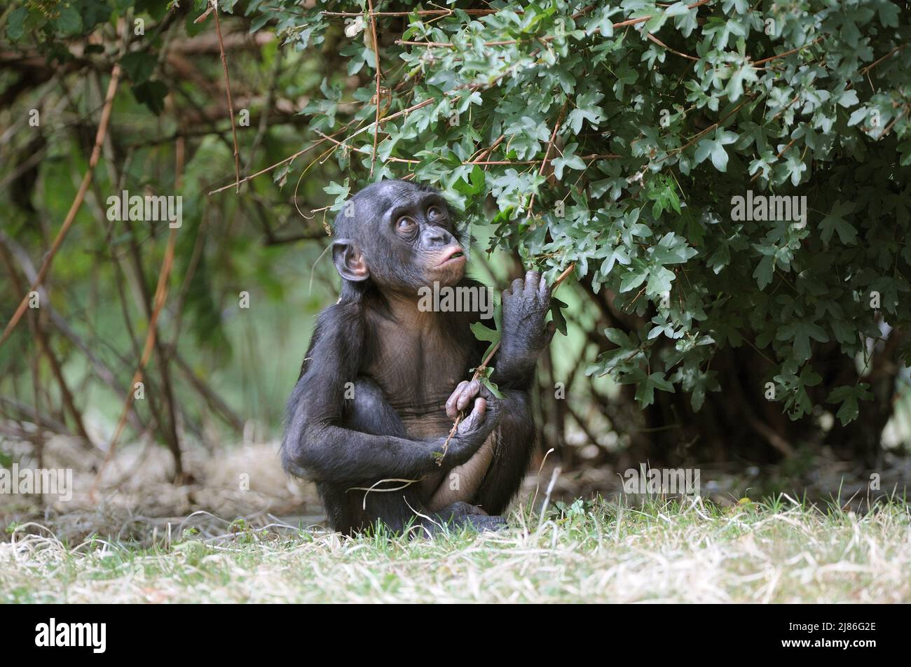 Young Bonobo sitting on the ground looking up Congo Stock Photo - Alamy