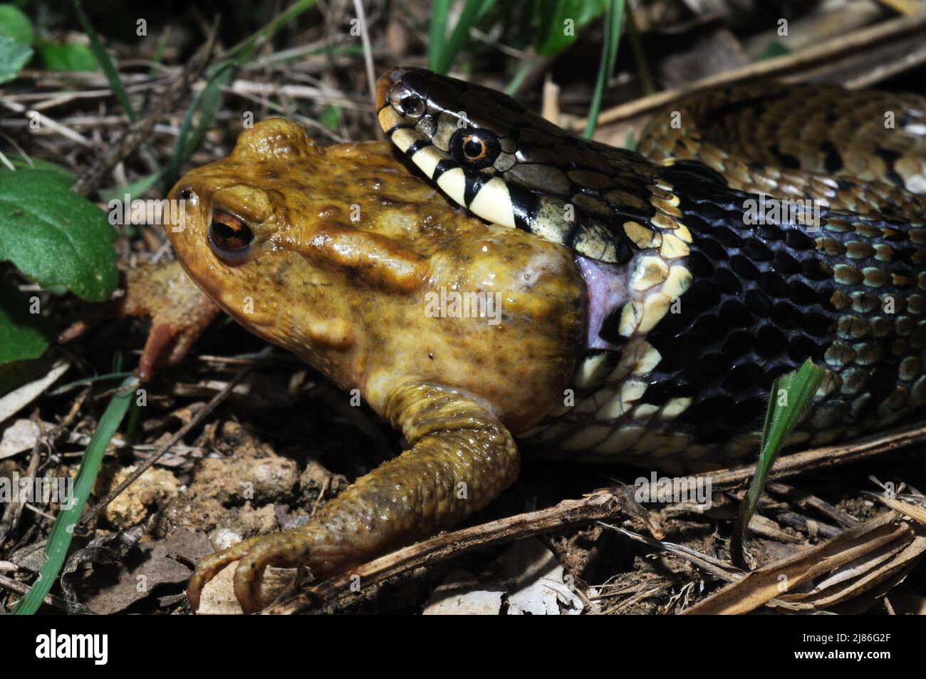 Grass Snake eating common toad Poitou France 3/3 Stock Photo - Alamy