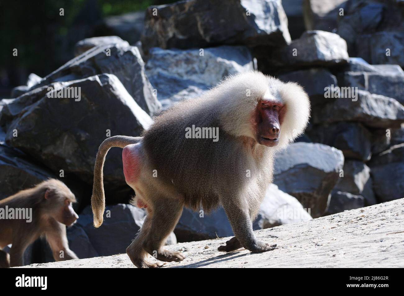 Hamadryas baboon walking on rocks Stock Photo - Alamy