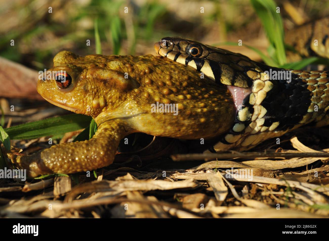 Grass Snake eating common toad Poitou France 2/3 Stock Photo - Alamy