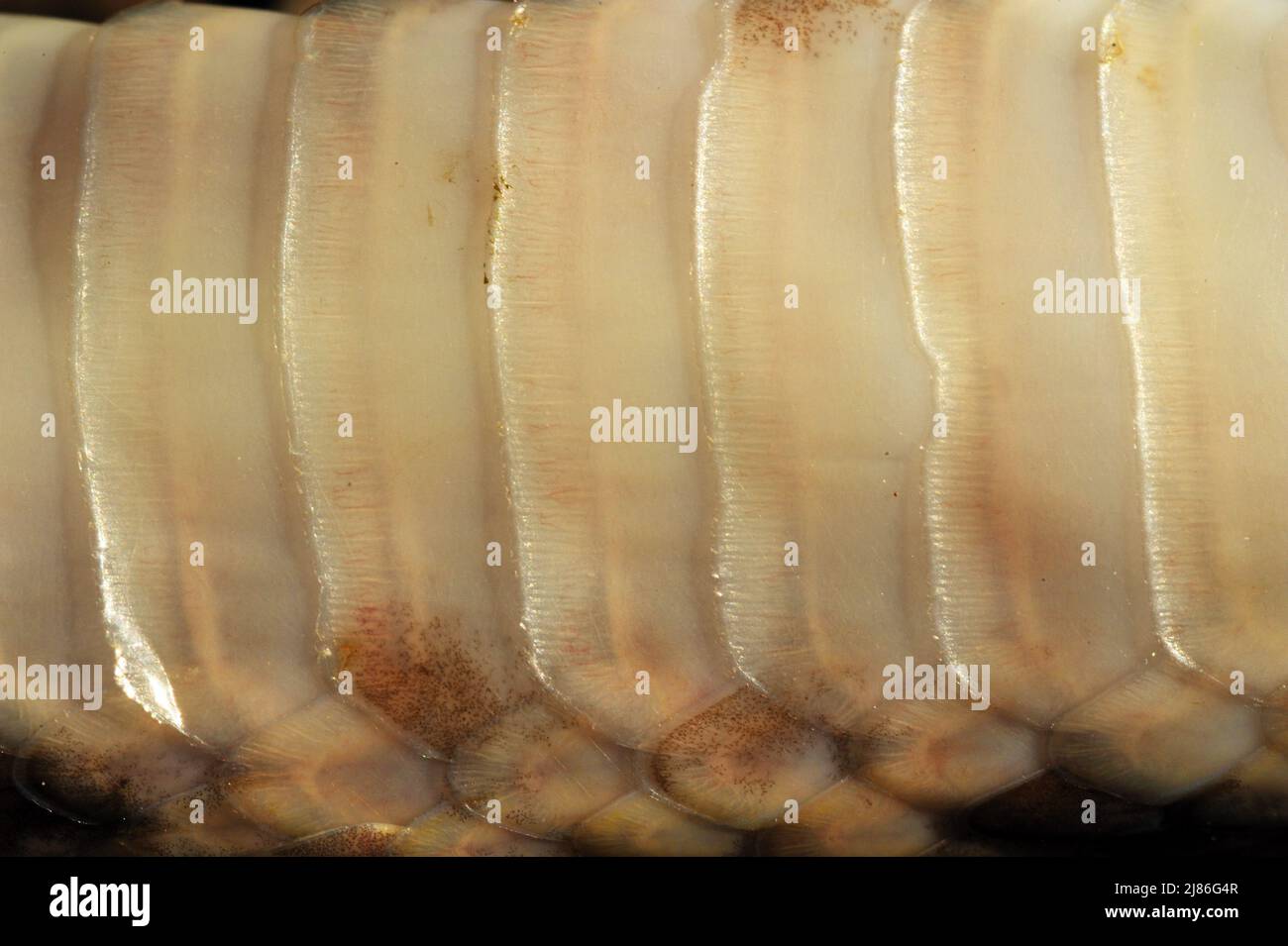 Belly scales of Rainbow Boa French Guiana Stock Photo - Alamy