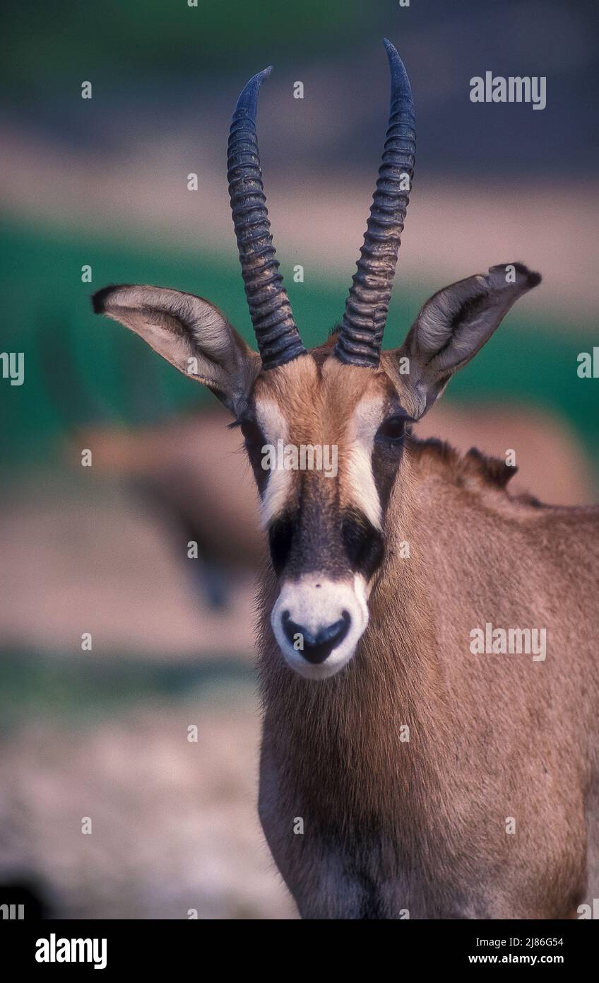Portrait of a Roan antelope Stock Photo - Alamy