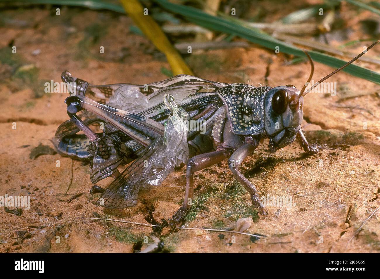 Orthoptera schistocerca gregaria hi-res stock photography and images ...