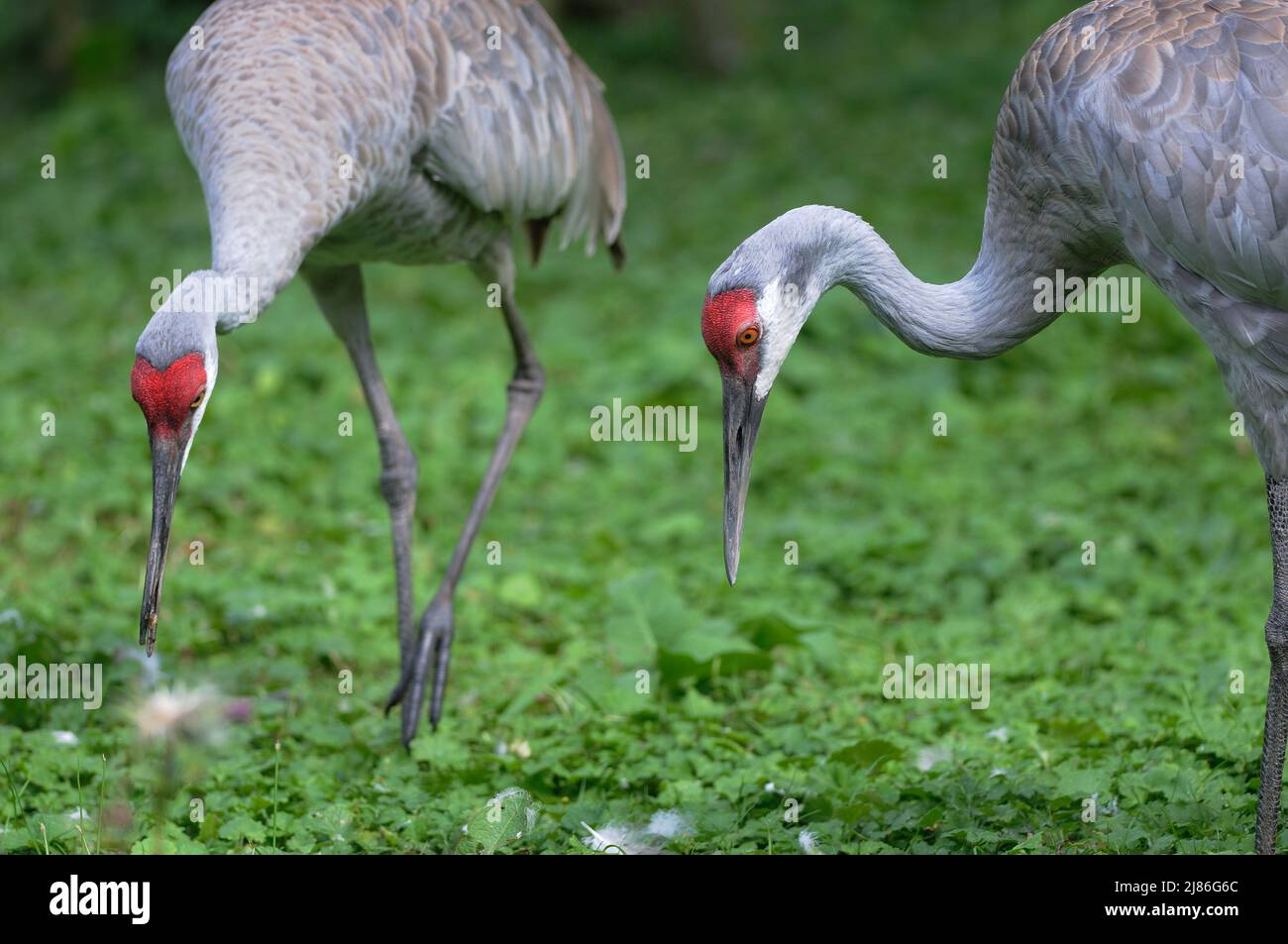 Siberian Cranes walking in the grass Stock Photo - Alamy