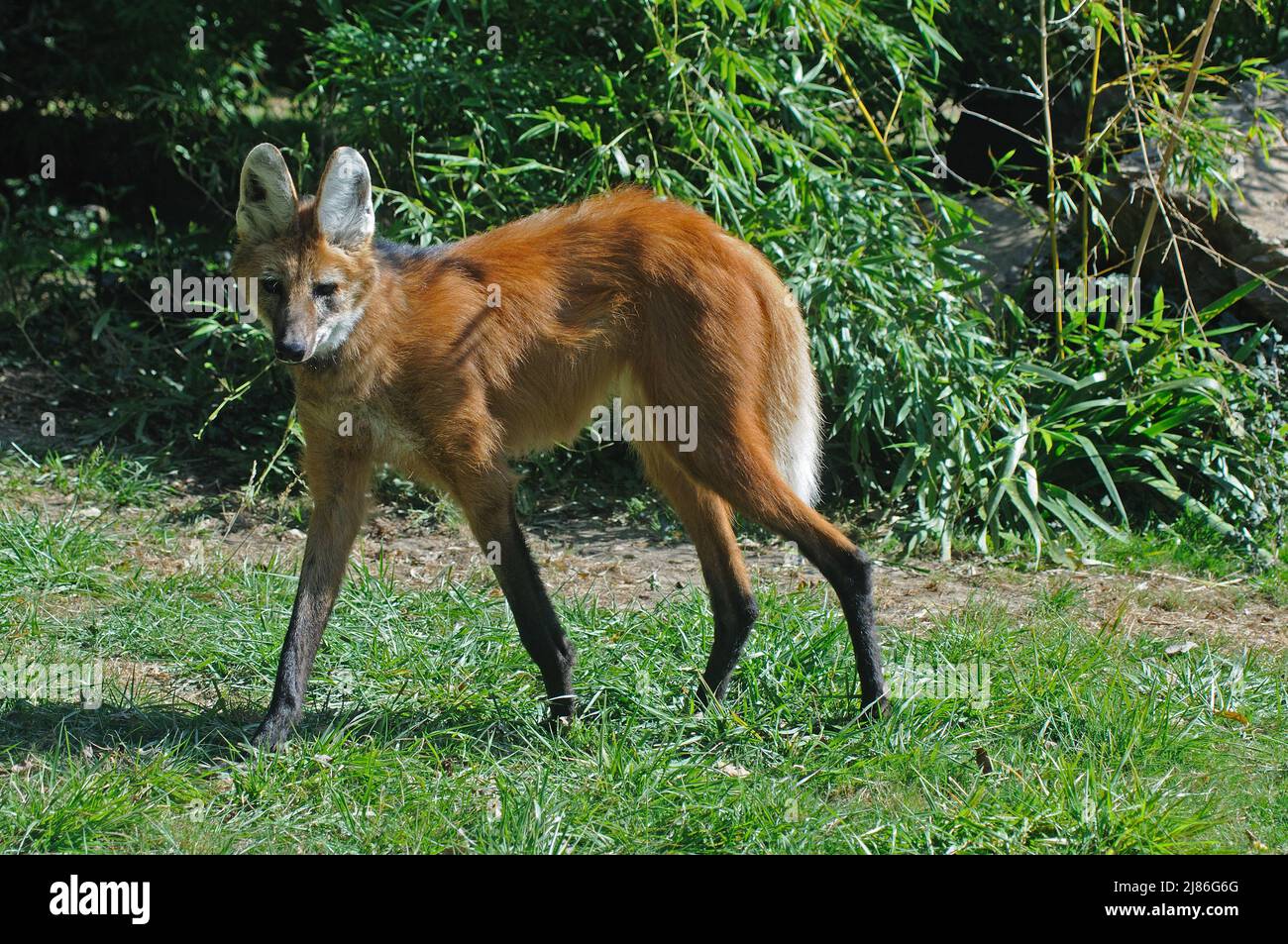 Maned Wolf walking in the grass Stock Photo - Alamy