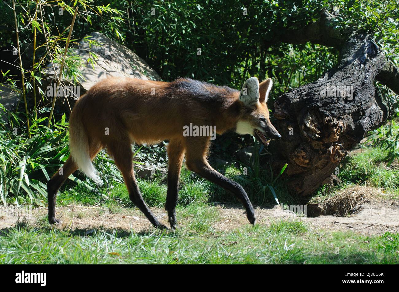 Red maned wolf hi-res stock photography and images - Alamy