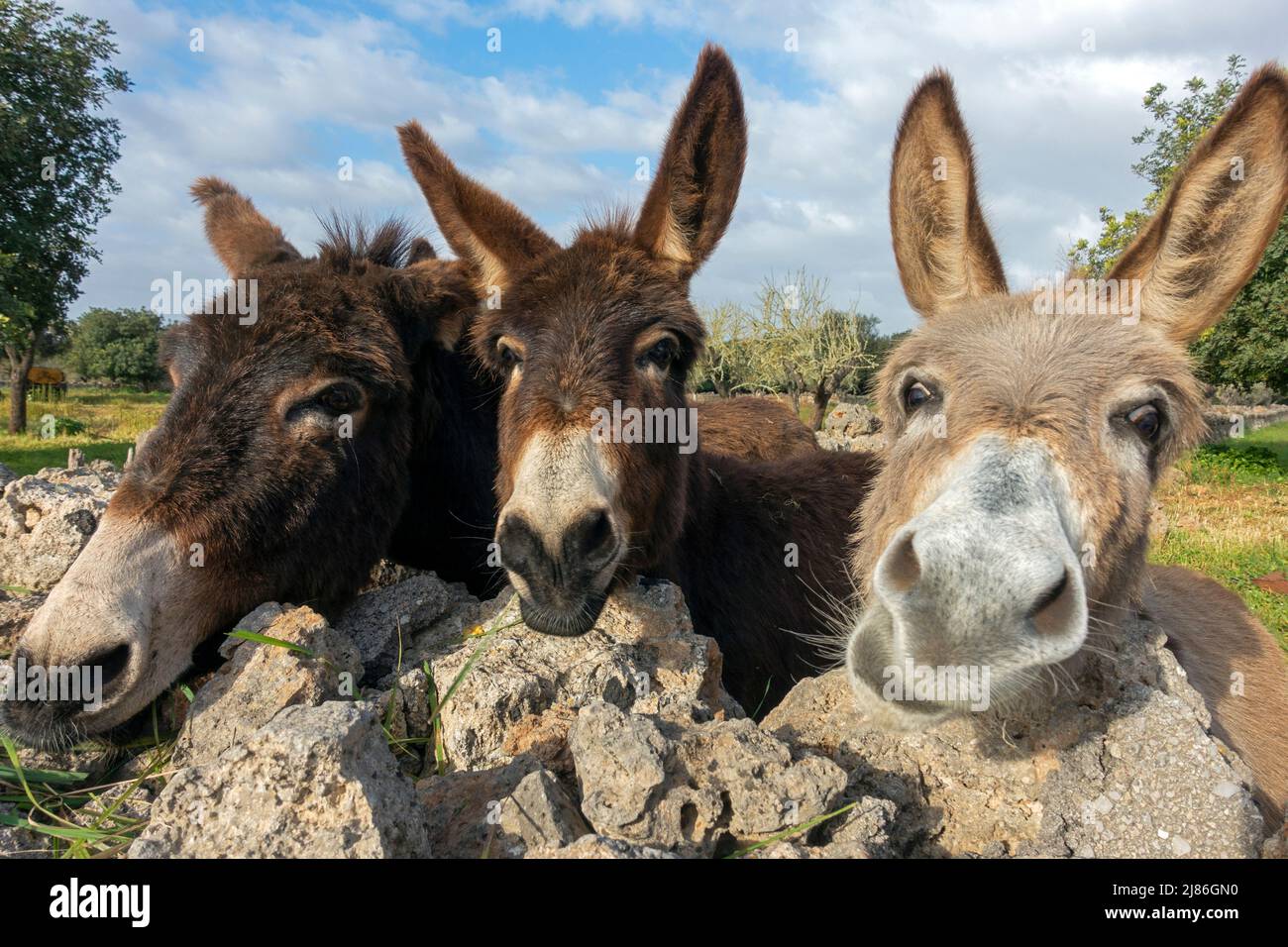 Burros and donkeys hi-res stock photography and images - Alamy