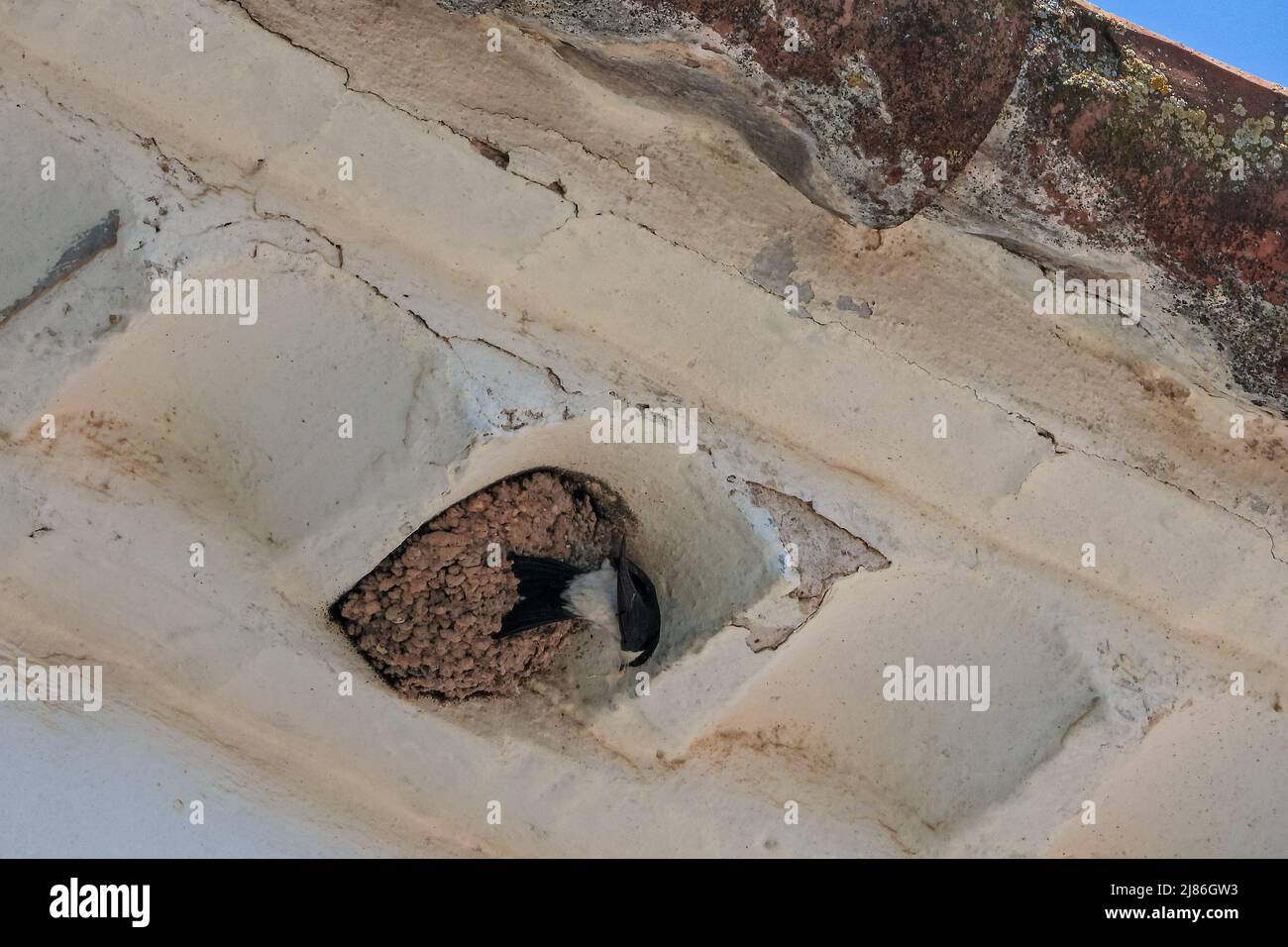 Sparrows and swallows in their nests and in various close-ups Stock ...