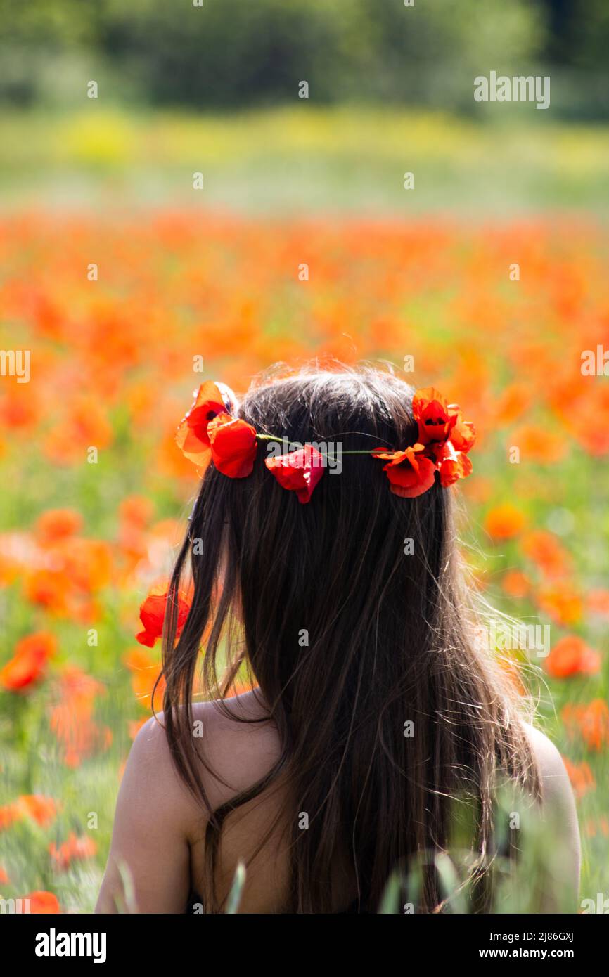 A little girl standing in a poppies field in Valensole, south of France ...