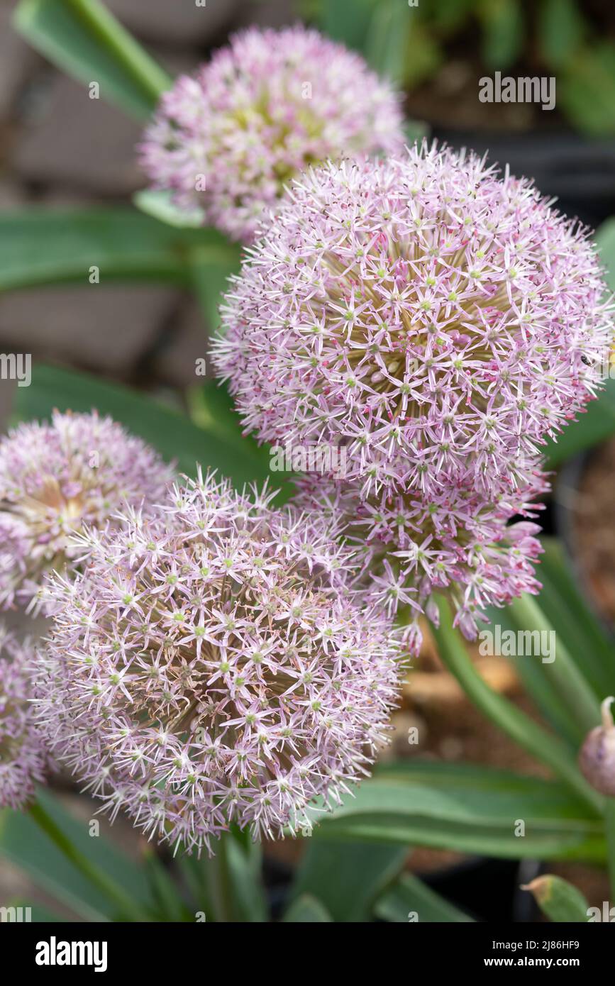Petal balloons hi-res stock photography and images - Alamy