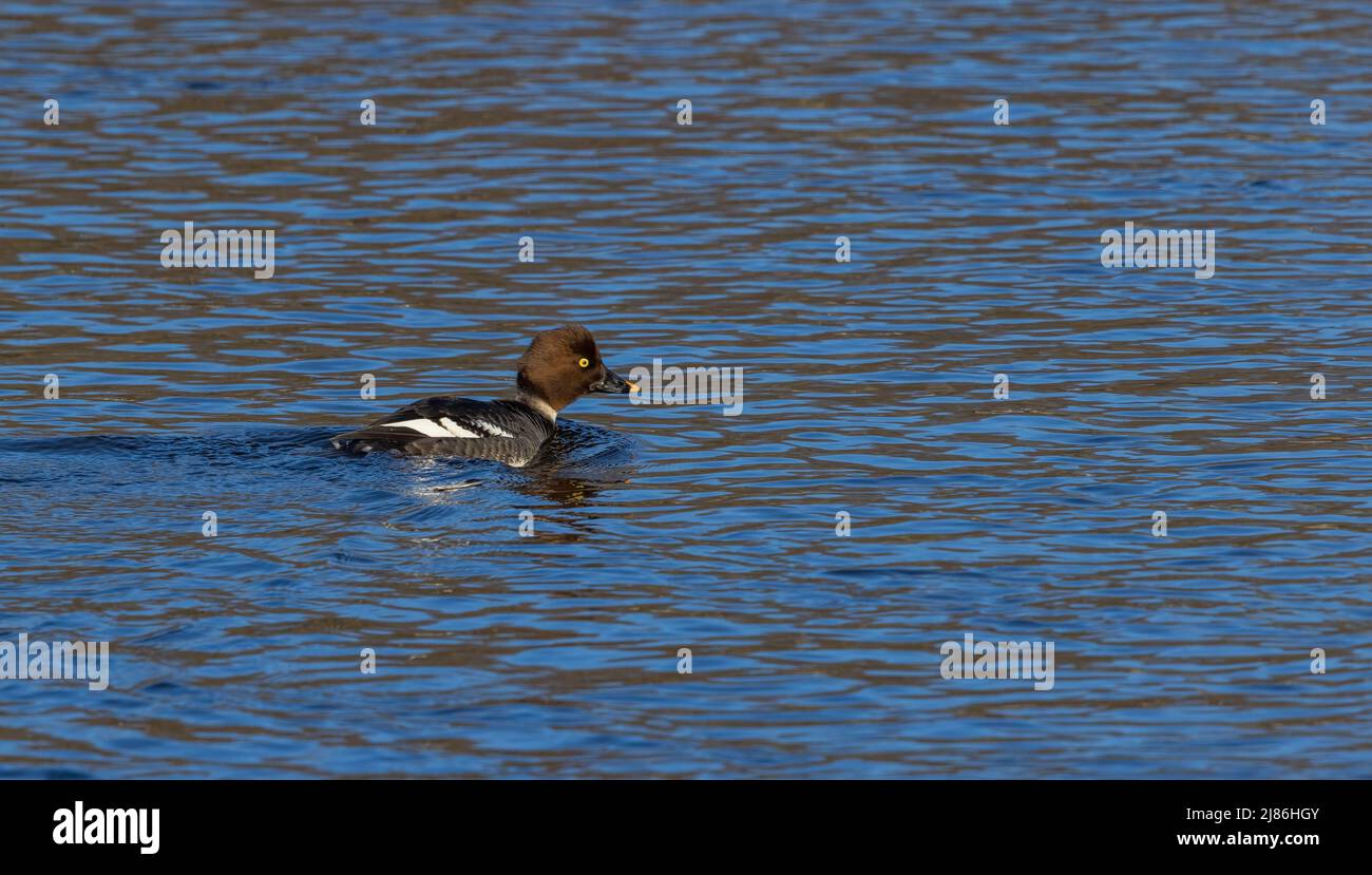 Female common goldeneye in northern Wisconsin Stock Photo - Alamy