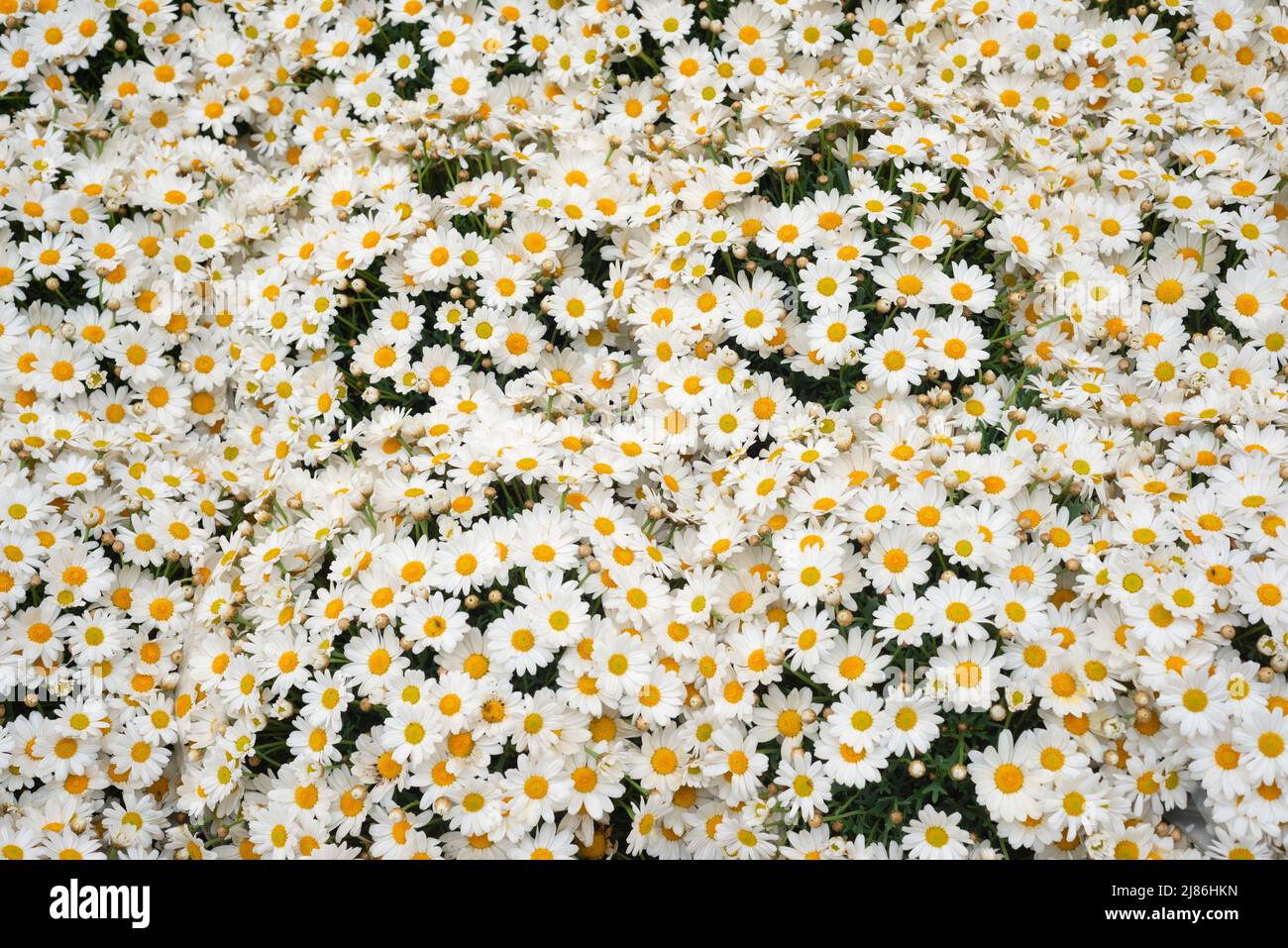 White daisy cluster hi-res stock photography and images - Alamy