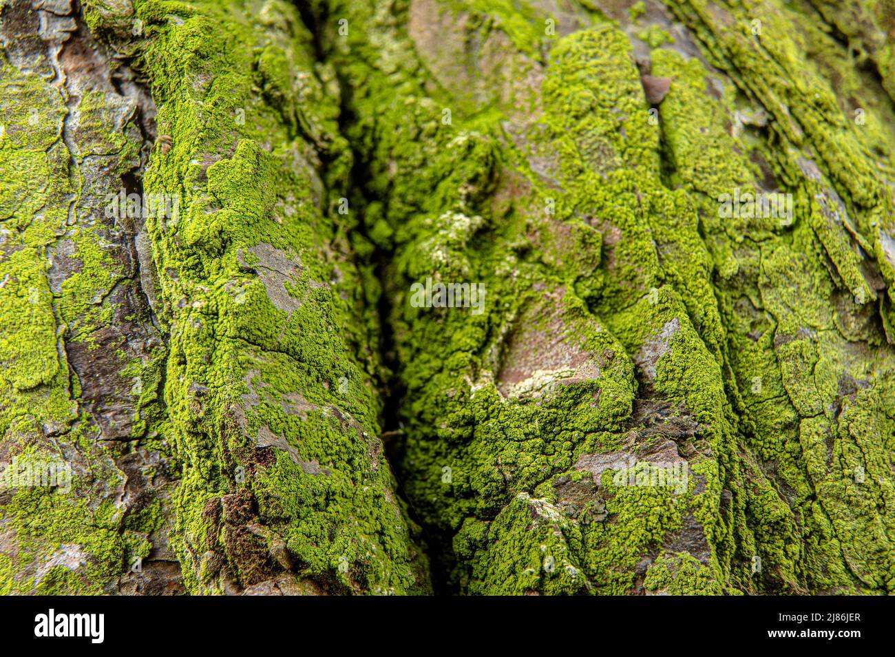 Fine green moss growing on bark of a tree in forest, closeup detail ...