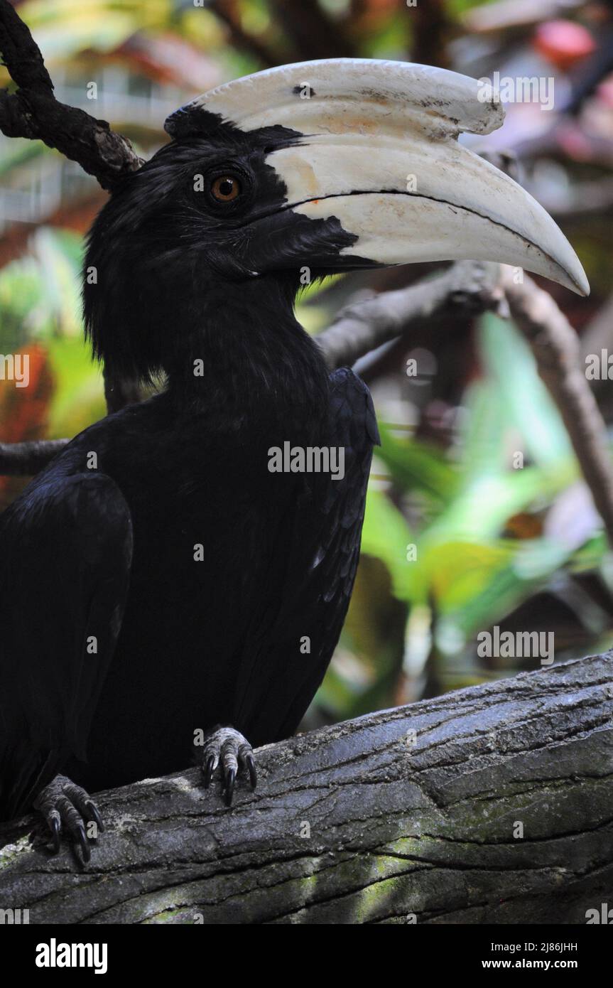 In this photo there is a black coral bird perched on a tree branch and ...
