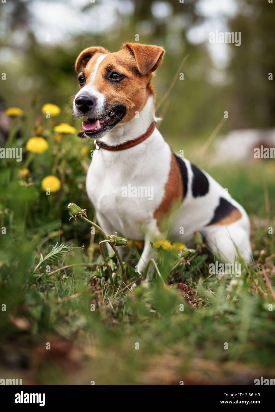 Small Jack Russell terrier sitting on meadow in spring, yellow ...