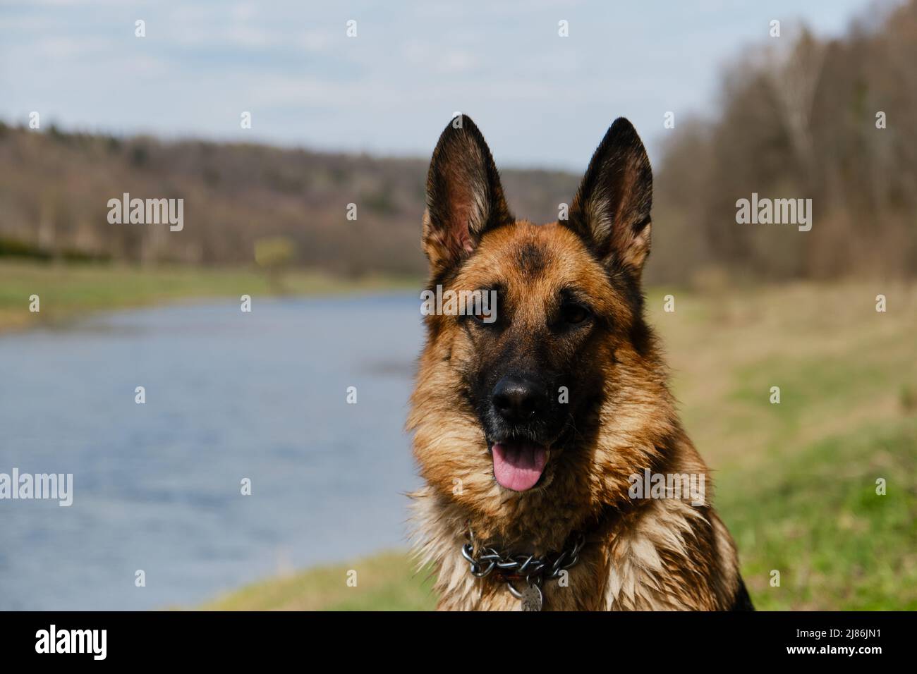 German shepherd close up hi-res stock photography and images - Alamy