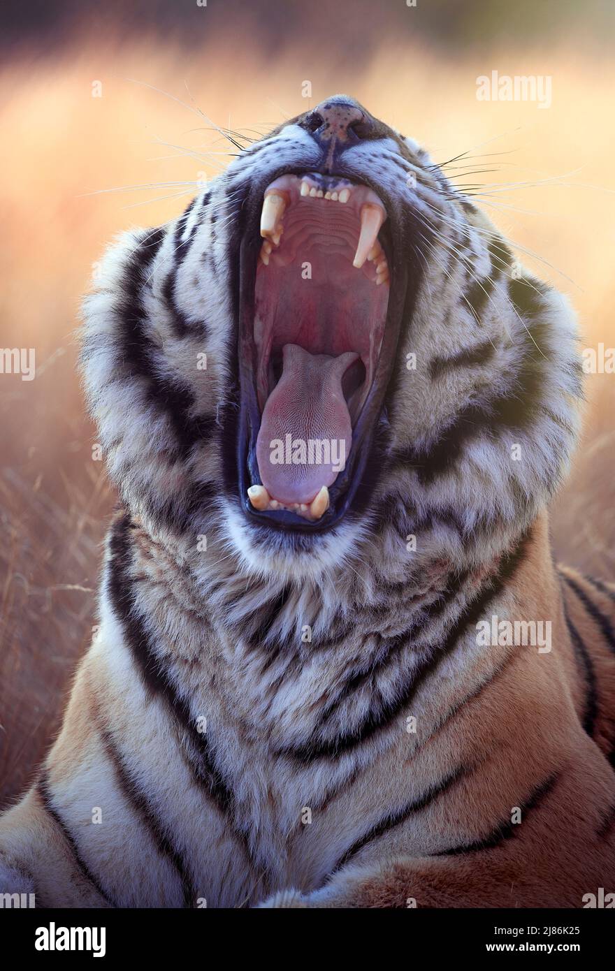 The tiger yawning. SOUTH AFRICA: GLORIOUS images of a rescued 10 feet ...