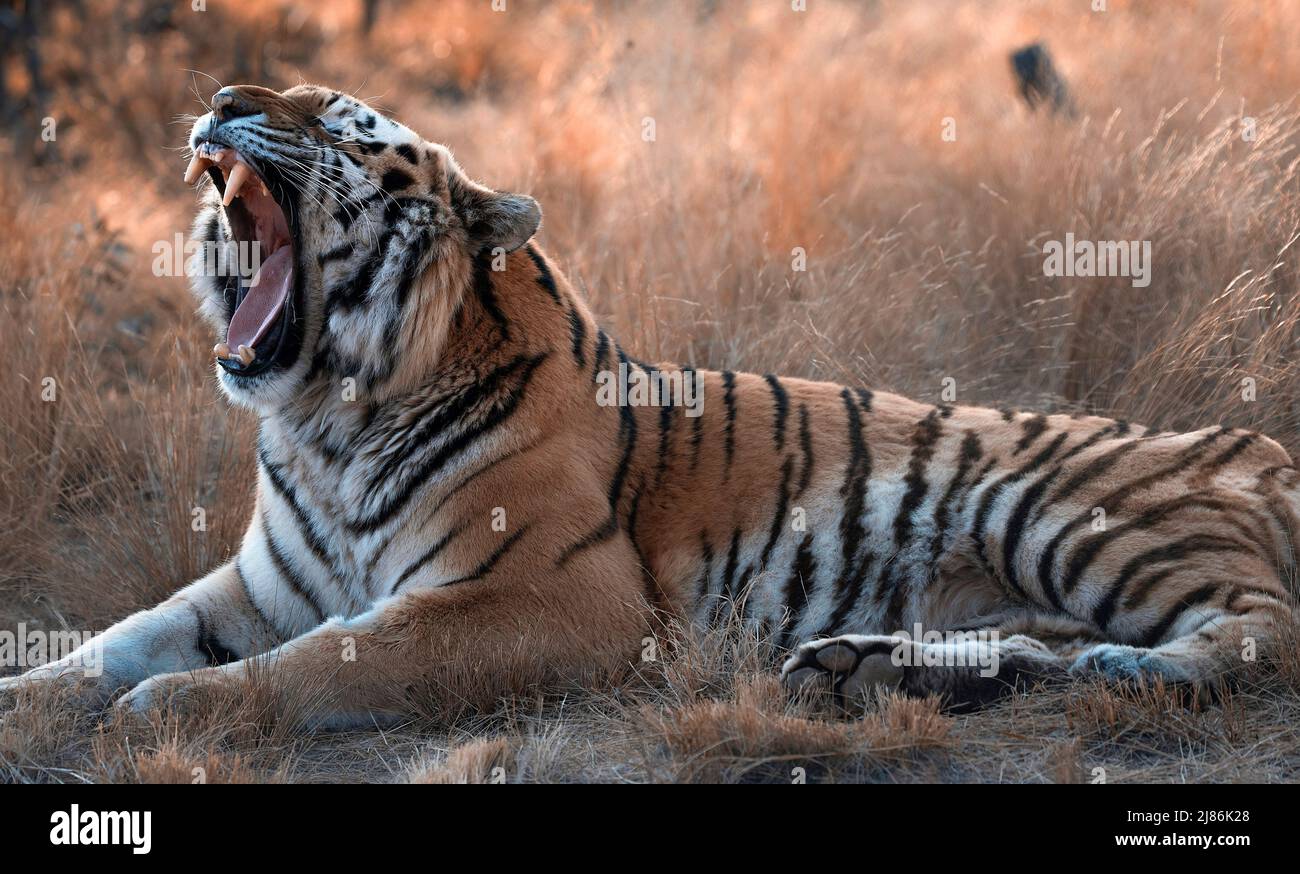The tiger yawns wide as it lounges in the grass. SOUTH AFRICA: GLORIOUS ...