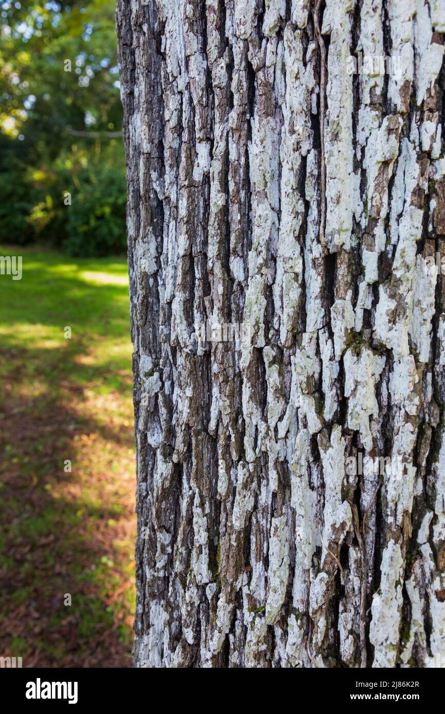 Sorbus domestica hi-res stock photography and images - Alamy